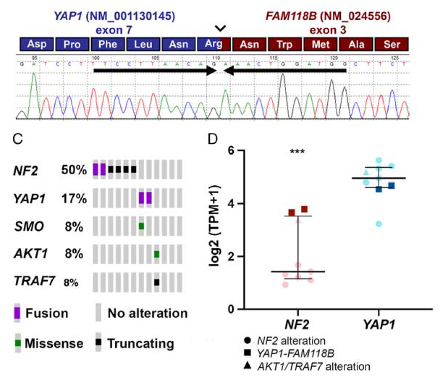 YAP1-FAM118B Fusion Defines a Rare Subset of Childhood and Young ...